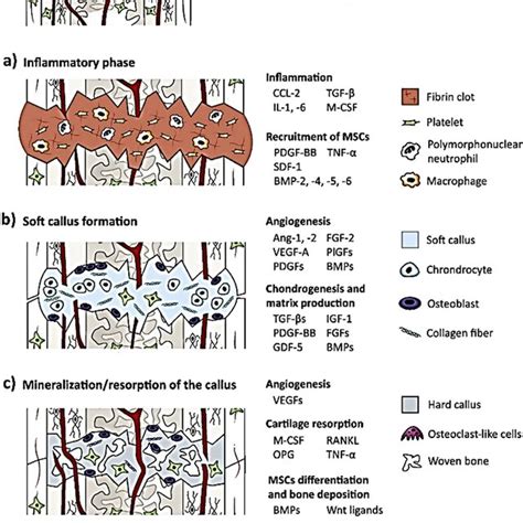 Bone Defect Microenvironment Dynamic Composition And Download Scientific Diagram