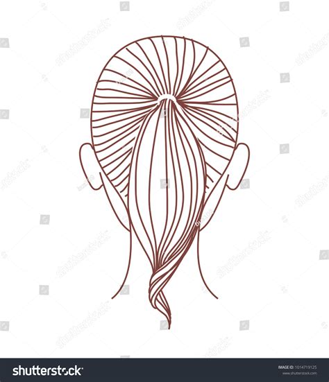 How To Draw A Ponytail From The Back