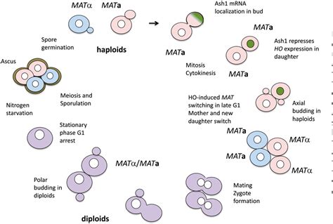 Figure 2 From Mating Type Genes And Mat Switching In Saccharomyces Cerevisiae Semantic Scholar