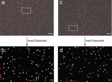 Dual Color Imaging And Colocalization Of Red Green Nanoparticles Download Scientific Diagram