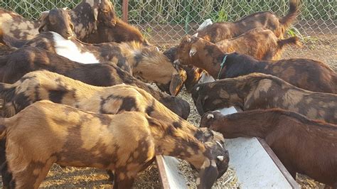 Sirohi Goat All About Goats