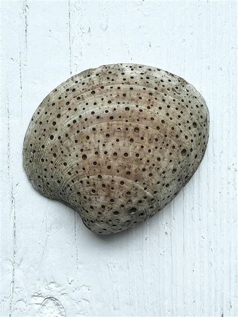 What Causes This Perfect Drilled Hole Pattern R Shells