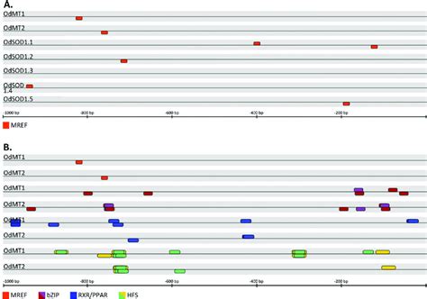 Schematic Representation Of Putative Binding Sites For Transcription Download Scientific