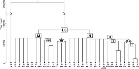 Reconstructed Phylogeny Of 31 Mtdna Coding Region Sequences Mtdnas
