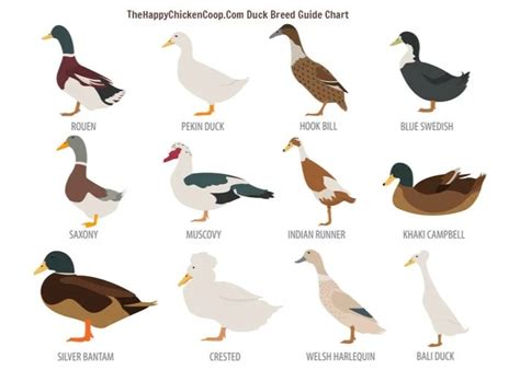 The Ultimate Duck Breed Guide The Happy Chicken Coop