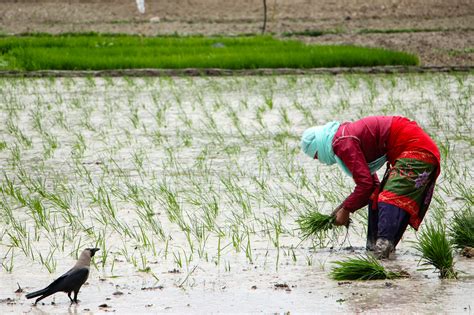 देशभर साढे ८५ प्रतिशत रोपाइँ सकियो क्षेत्रफल घट्ने चिन्ता क्यापिटल