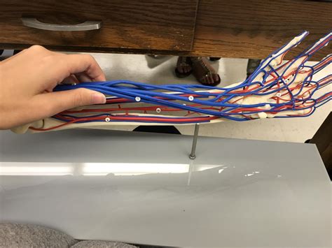 A P Lab Diagram Quizlet