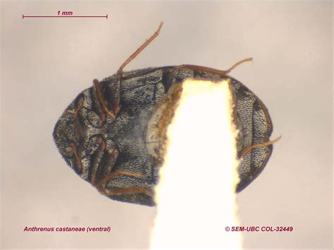 Dermestidae