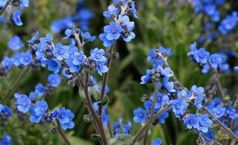 Растение с голубыми цветами 70 фото