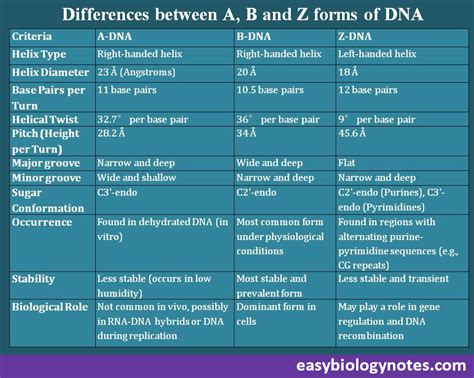 Differences Between A B And Z Forms Of Dna