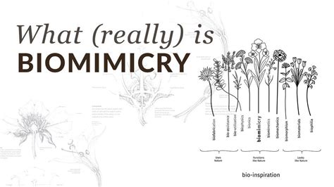 What Really Is Biomimicry
