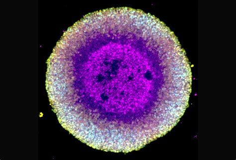 Experimental Model Gets Cells To Behave As They Would In Utero Rice
