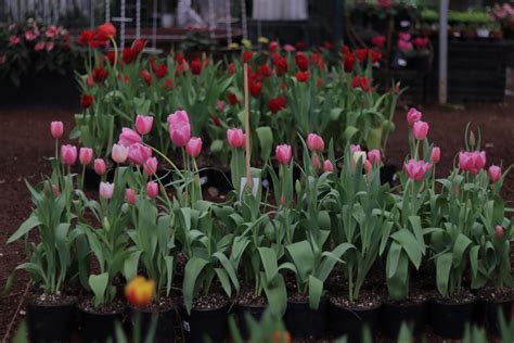 Inicia Venta De Tulipanes En Atlixco ¡lánzate Por Los Tuyos Reto Diario
