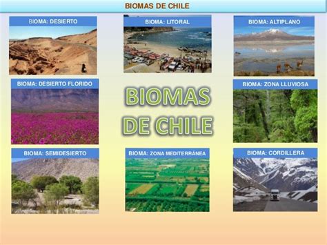 Qué Es La Biosfera Características Tipos Y Ejemplos 58 Off