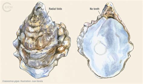 Crassostrea Gigas Iucn Medmis