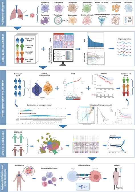 机器学习揭示了肺腺癌预后和治疗中的不同细胞死亡模式npj Precision Oncology X Mol