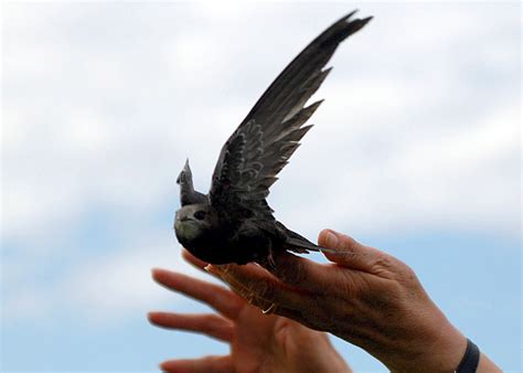 Action For Swifts If You Find A Grounded Swift