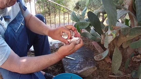 ψαρεμα πως καθαριζουμε τα ψαρια ο τροπος μου Youtube