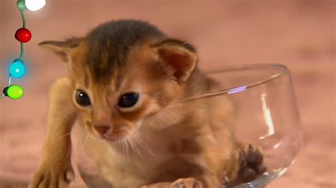 Watch Too Cute Streaming Online On Philo