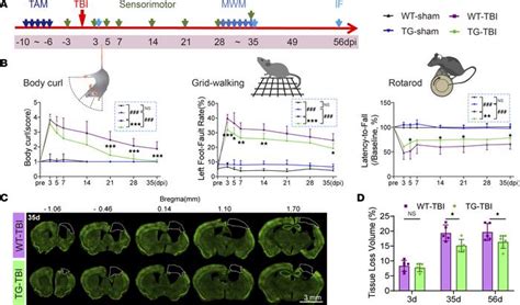 Jci Insight Hspb2 Facilitates Neural Regeneration Through Autophagy For Sensorimotor Recovery