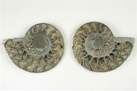 Cut Polished Pyritized Ammonite Fossil Russia For Sale FossilEra Com