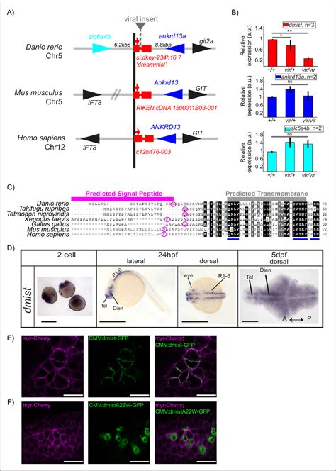 Figure 2 From The Zebrafish Mutant Dreammist Implicates Sodium