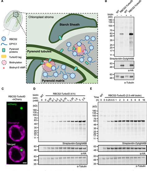 Figure 1 From A Phase Separated Co2 Fixing Pyrenoid Proteome Determined