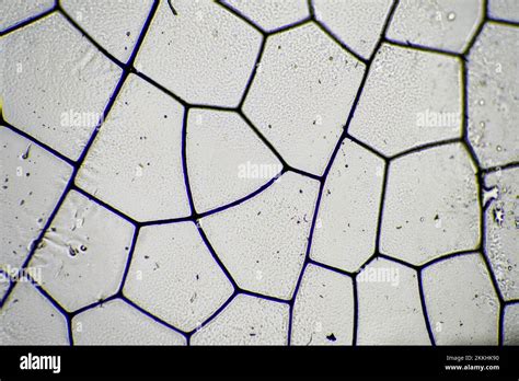 Dragonfly Wing Under A Microscope Looking At Microscopic Details In A