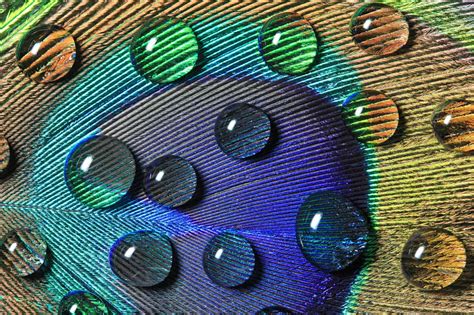 Peacocks Feather Jigsaw Puzzle In Macro Puzzles On