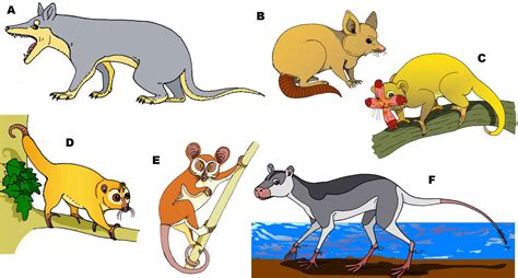 Speculative Marsupials Iii By Alfecha On Deviantart