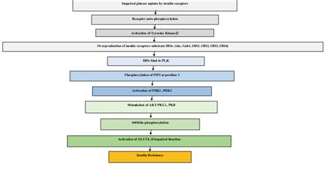 3 Diagrammatic Representation Of Insulin Signaling Pathways Insulin