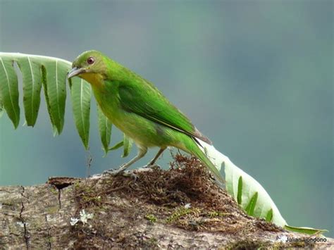 Green Honeycreeper Chlorophanes Spiza Mielero Verde Hem Flickr