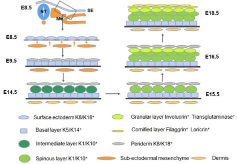 Development Of Stratified Epidermis In Mouse Embryos The Epidermis Is Download Scientific