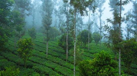 Munnar Treehouse Package Kerala Treehouse Holiday