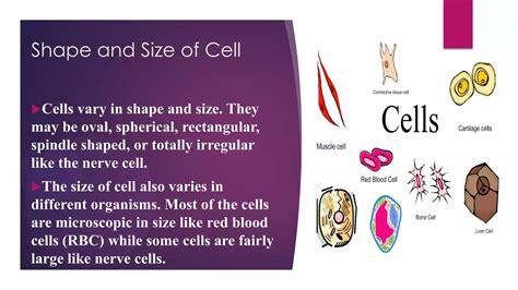 Introduction Of Cell Ppt