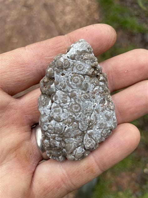Fossil Found On A Beach In South Devon Uk R Fossilid