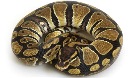 Ball Python Morphs Guide
