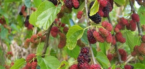 كيف تزرع شجرة التوت موضوع