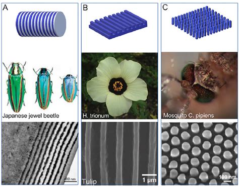 Representative Graphical Summary Of Typical Nanostructures Detectable Download Scientific