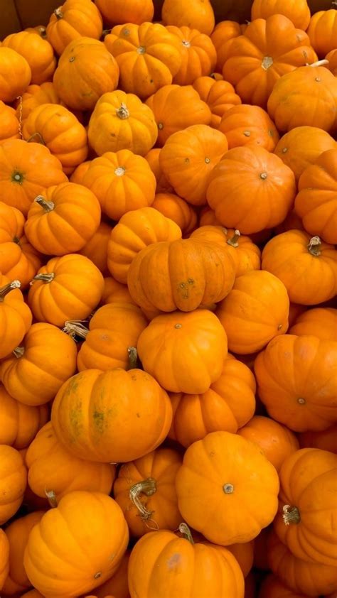 Cox Farms Nursery — Cox Farms Market