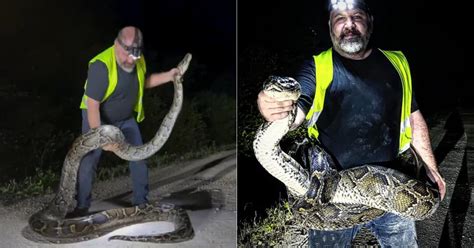The Largest Python Ever Captured In Floridas Everglades Animals The Largest Python Ever Captured In Floridas Everglades Animals