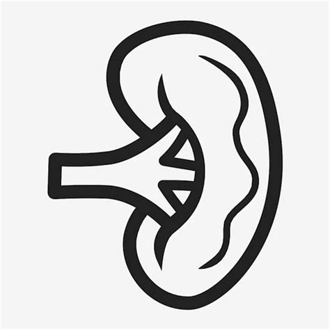 脾脏解剖学身体部位 脾脏 解剖学 身体部位 健康 器官 医学健康 花瓣网