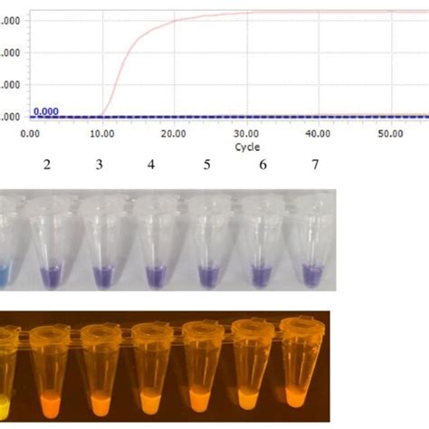 The Specificity Of The Rt Lamp Method With Primer Set 1 For Detecting Download Scientific
