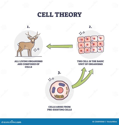 Cell Theory For Evolution And Pre Existing Cells Development Outline