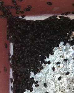 Managing Hives To Minimise Damage From Small Hive Beetles Professional Beekeepers