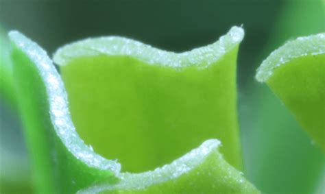 How To Choose Artificial Grass A Guide Install It Direct