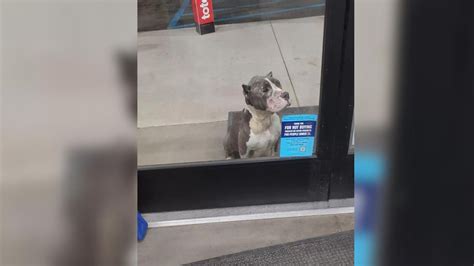 Heartbroken Dog Sits In Front Of The Store And Begs People For Help
