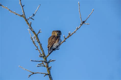 Eurasian Pygmy Owl Bird Free Photo On Pixabay Pixabay