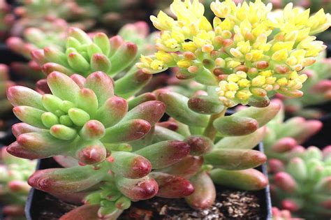 Easiest Succulents To Propagate Quickly Succulent Propagation