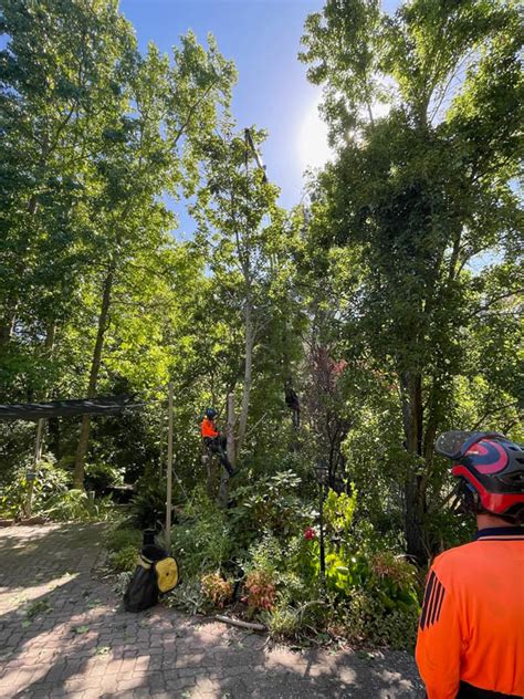 Tree Removal Services In Adelaide Hills Mount Barker Flagstaff South Australia At Cranesaw